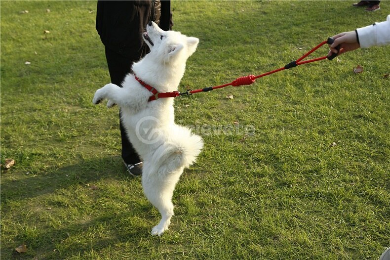 Litar drejtues per qen/mace - Gjejevete