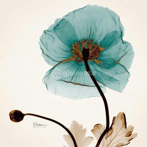 Raft Rrobash Mural - Gjejevete